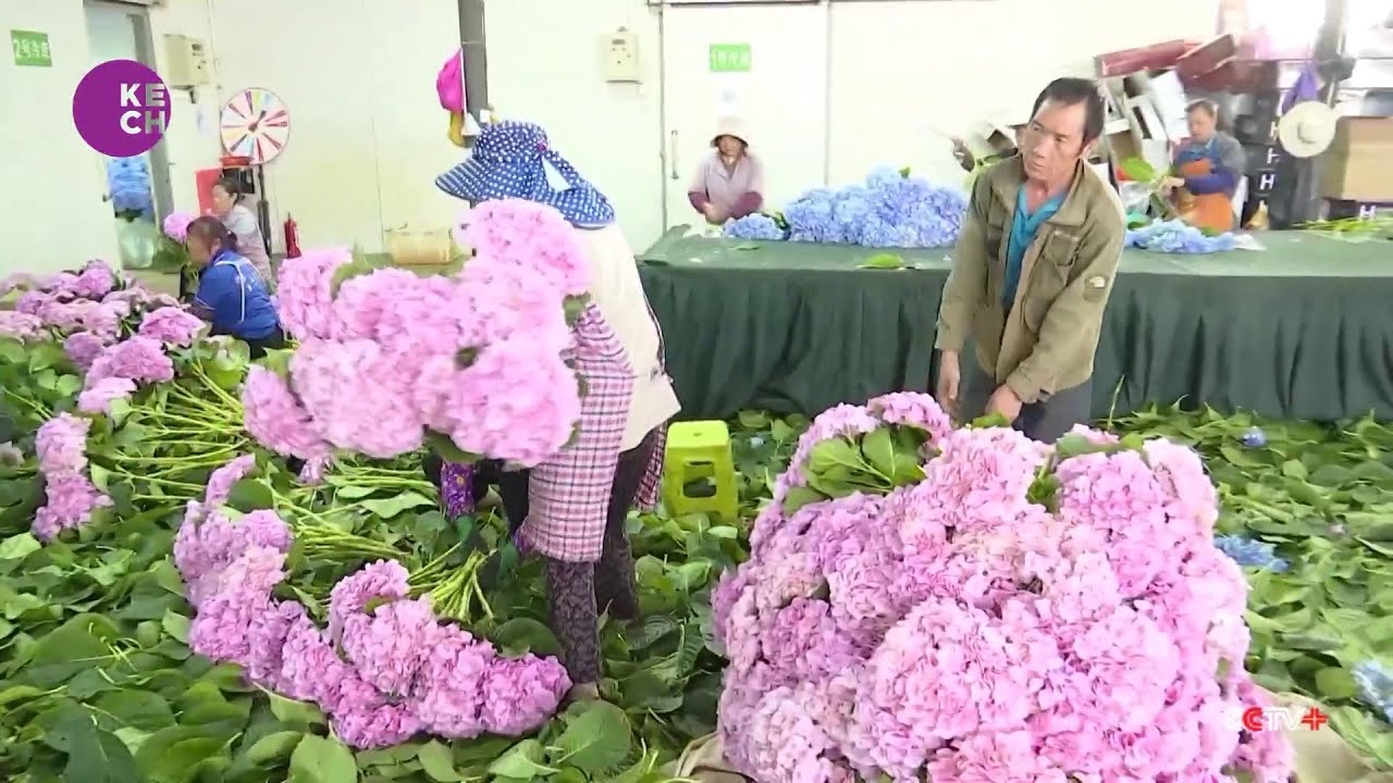 China's fresh cut flower exports bloom across southeast Asia - YouTube