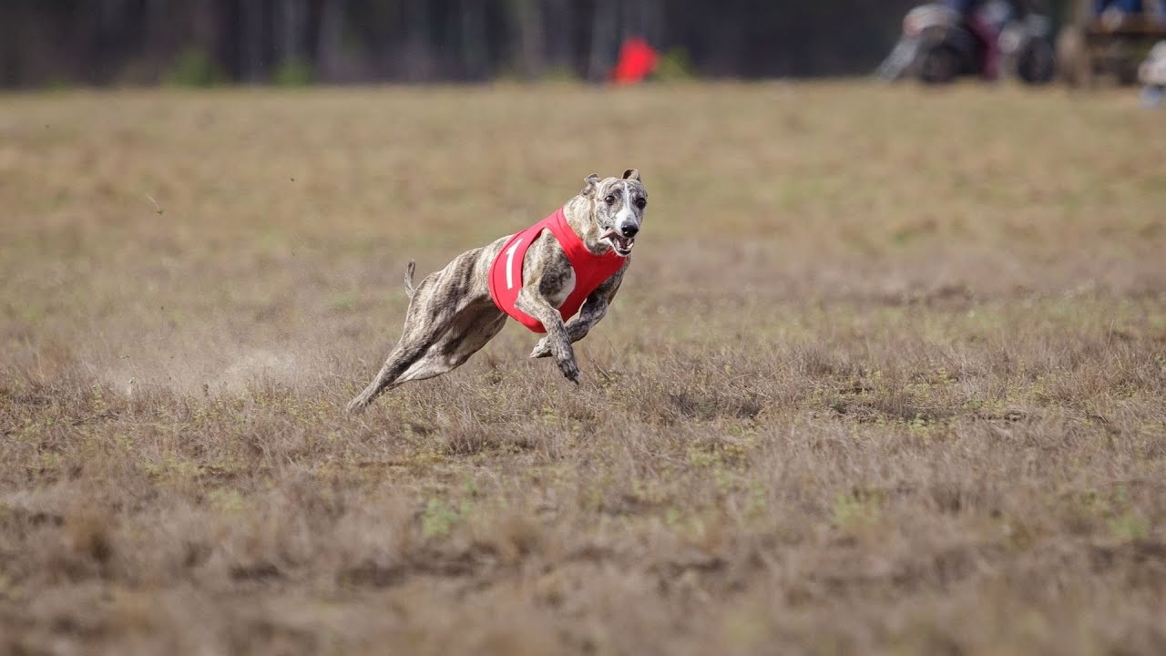How to Train Your Whippet for Dog Sports Success - YouTube