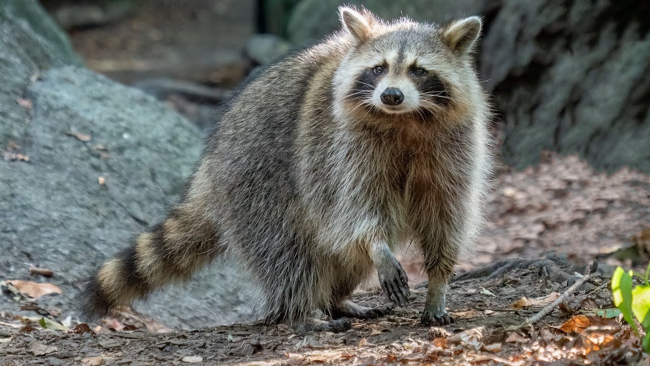 10 Wild Animals in Denmark - YouTube