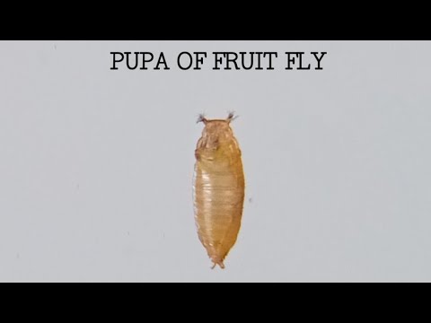 Drosophila sp. pupa and its development - YouTube