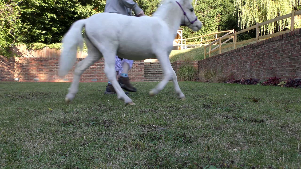 Groundwork with my AMHA filly - YouTube
