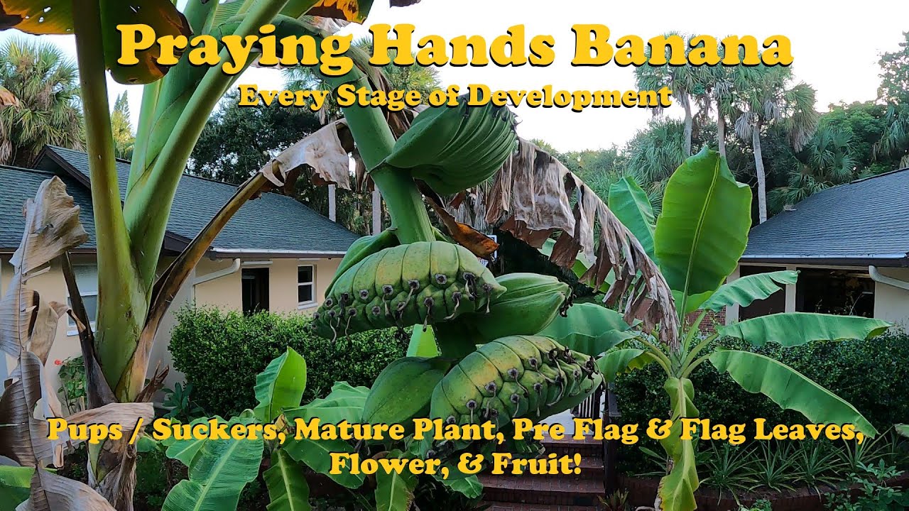 Praying Hands Banana | Every Stage of Development - YouTube