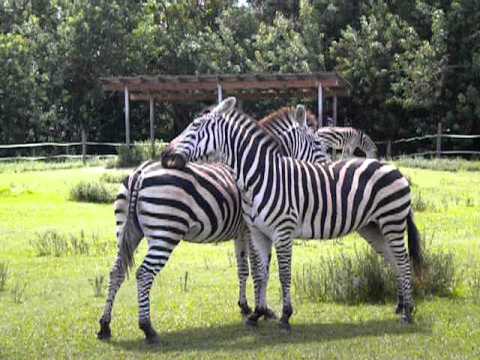 Zebra Love - YouTube