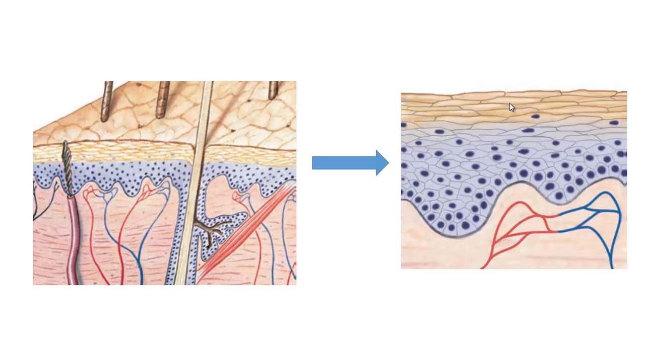 weefsel deel 1 dekweefsel - YouTube
