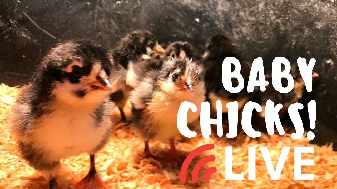 Livestream the first batch of baby chicks | Hatchery - YouTube