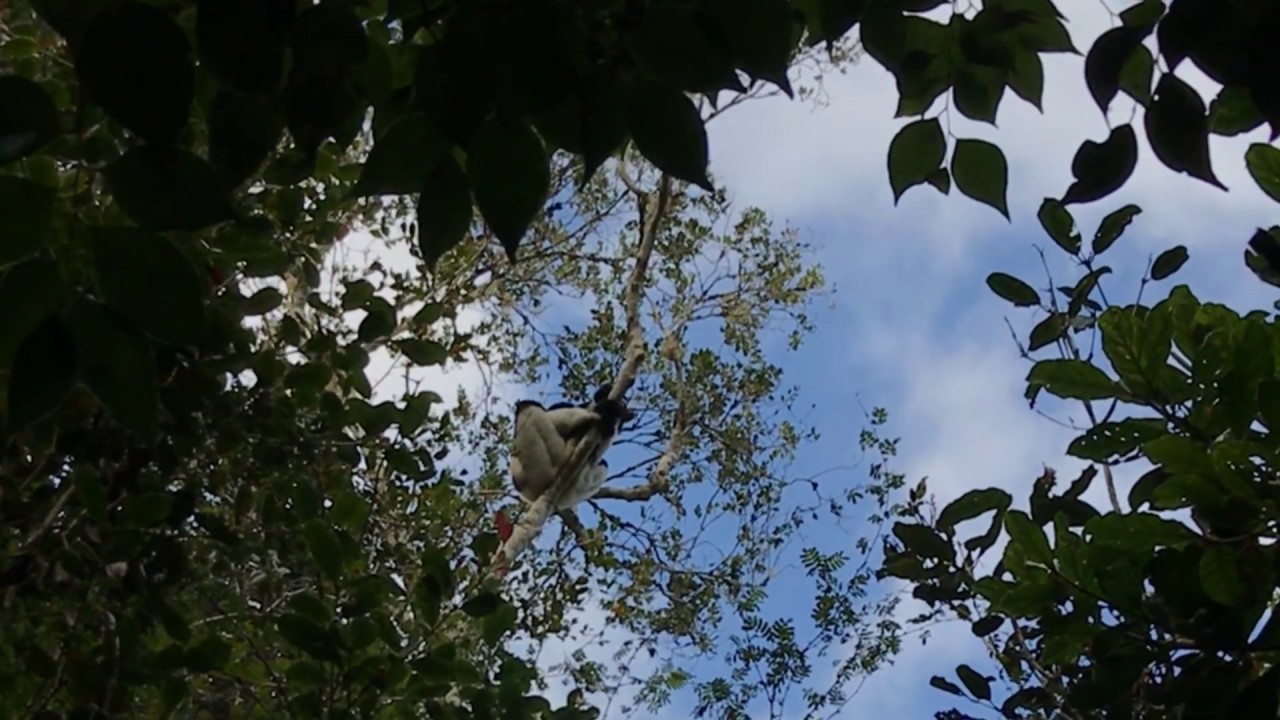 Indri Gesang in Andasibe - YouTube