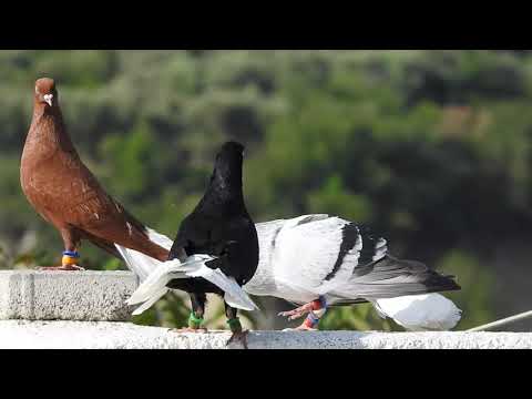 Gümüş kuyruklu muhtelif zamanlı kuşlar..