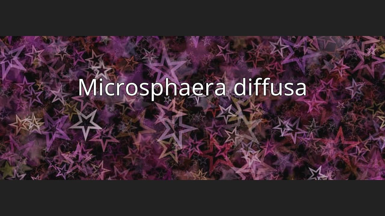 Microsphaera diffusa - YouTube