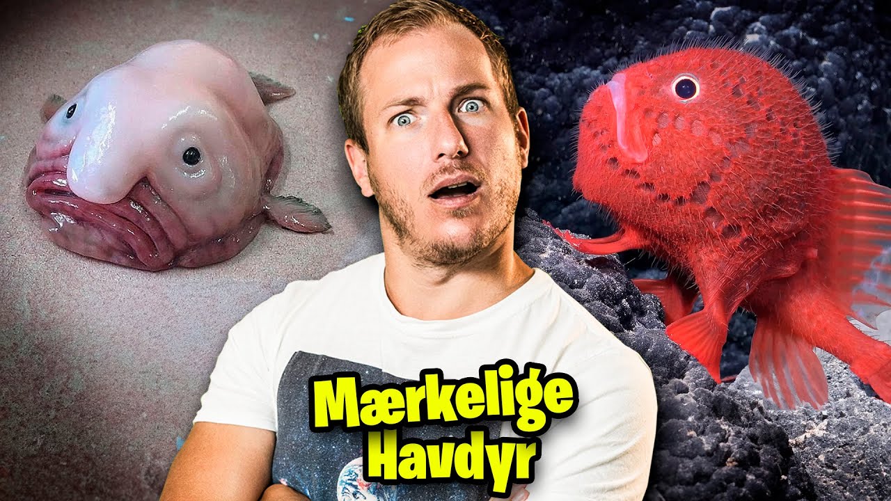 10 Mystiske dyr i havet 🪼 - YouTube