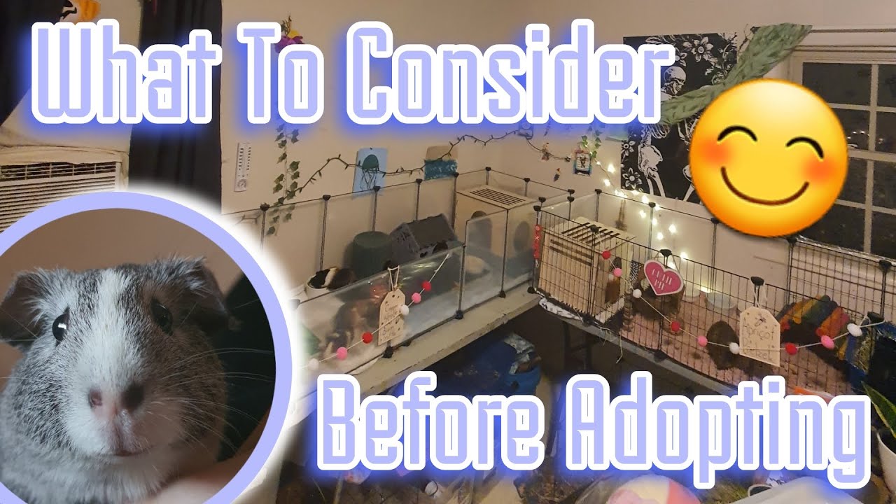 What To Consider Before Getting A Guinea Pig! - YouTube