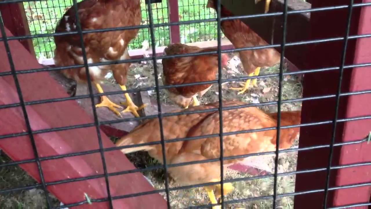 Talking to chickens - YouTube