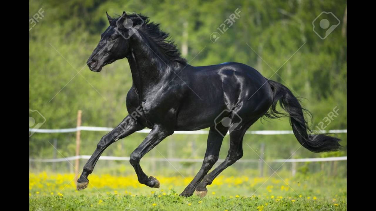 msoflioshi yvelaze magari top 10 cxeni - YouTube