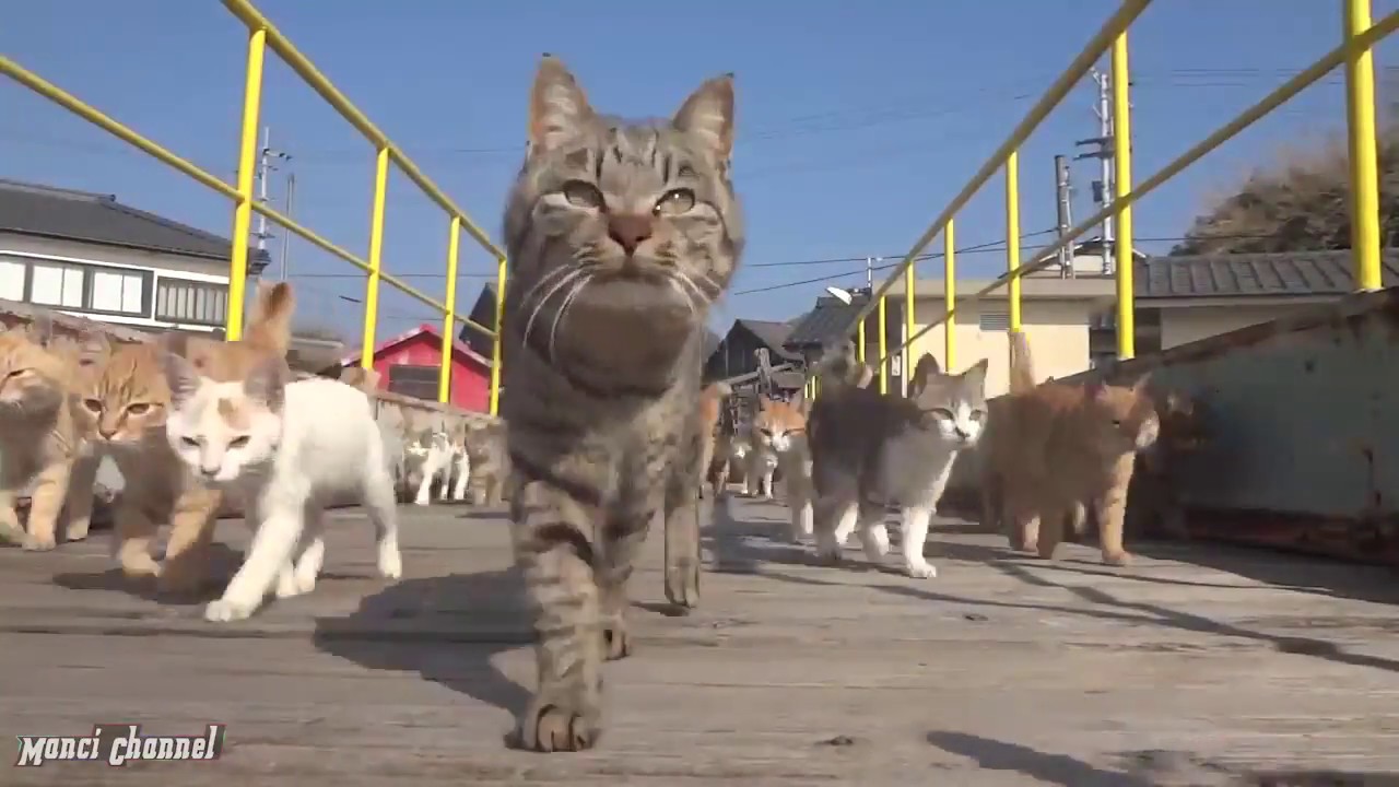 video Lucu Pulau Kucing / Aushima JAPAN Part #2 - YouTube