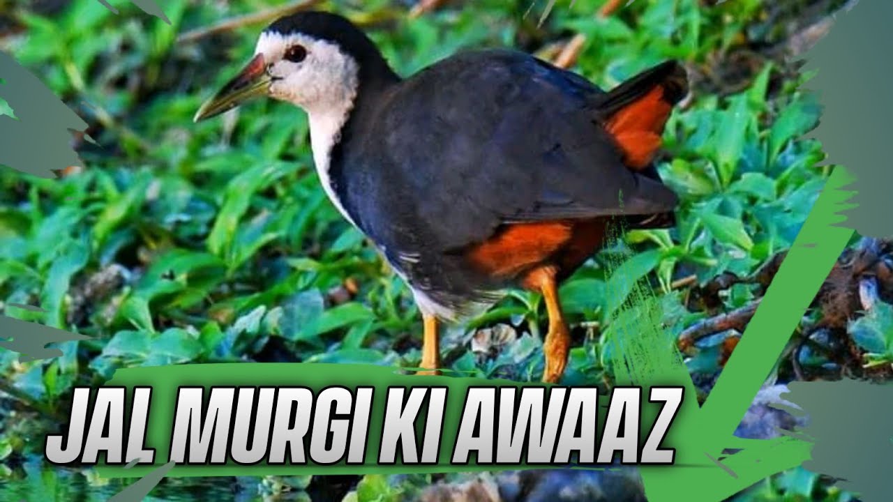 Jal Murgi Ki Awaaz 2021. Waterhen bird Call. - YouTube