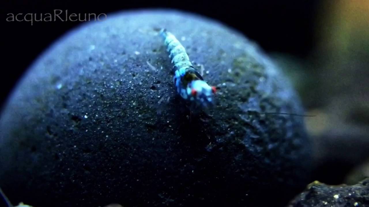 BSM - Blu Shadow Mosura baby shrimp power - YouTube