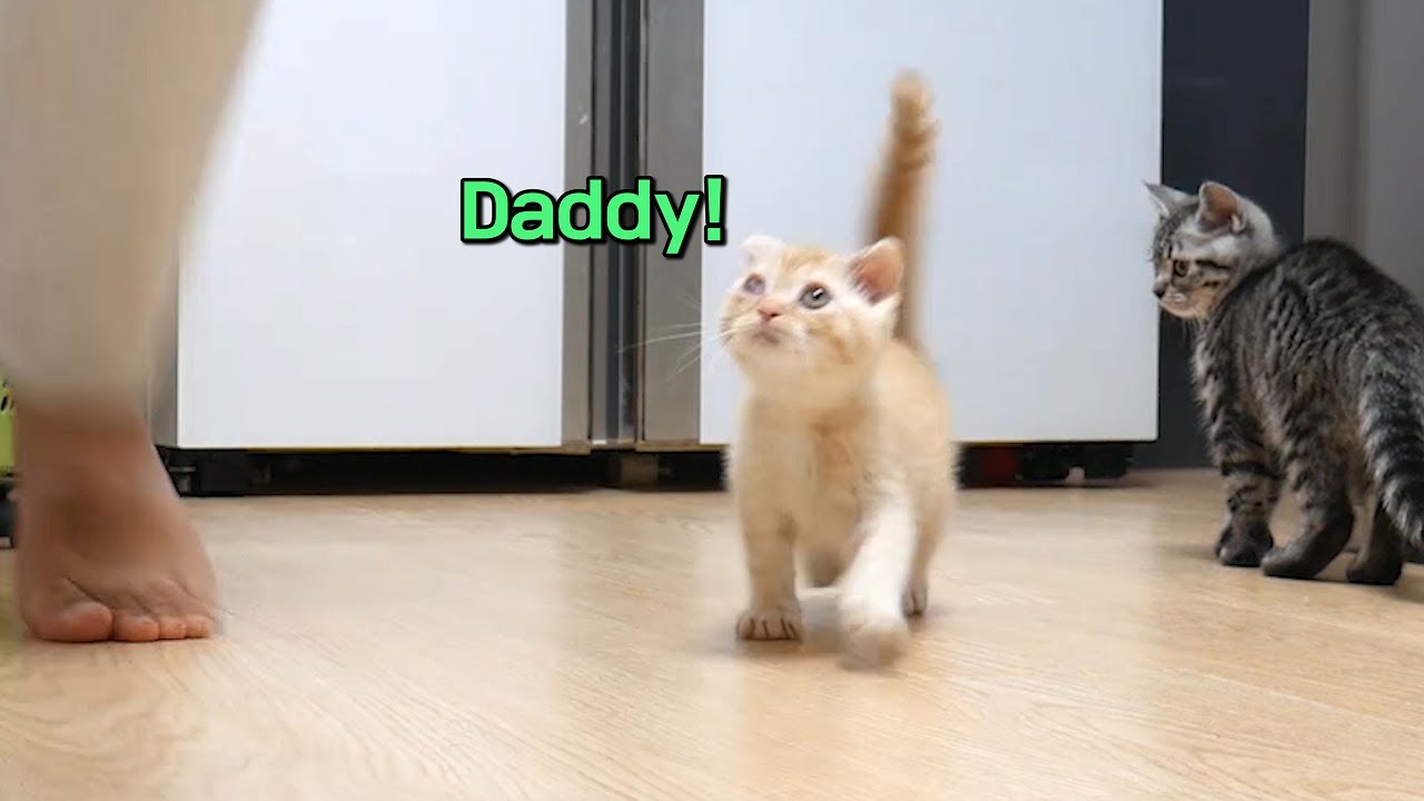 Kitten screaming for food from its father [4K] (Cats Meowing, Funny ...