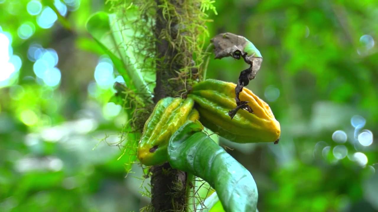 Ciudad Blanca Honduras - Selva de La Mosquitia - YouTube