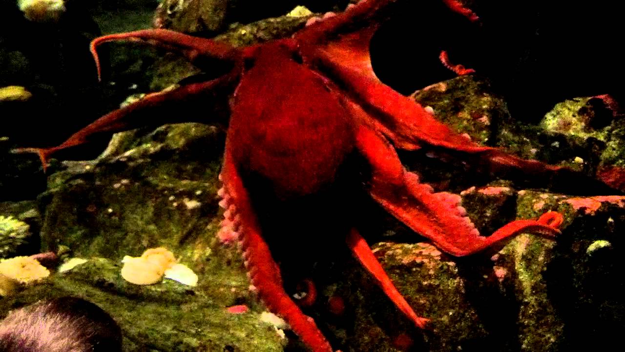 Amazing octopus at Seattle Aquarium - YouTube