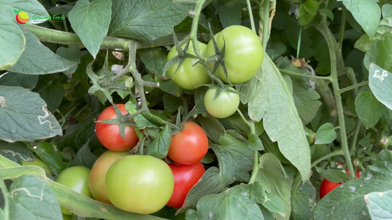 Growing Fresh Cameron Highland Vegetables - YouTube