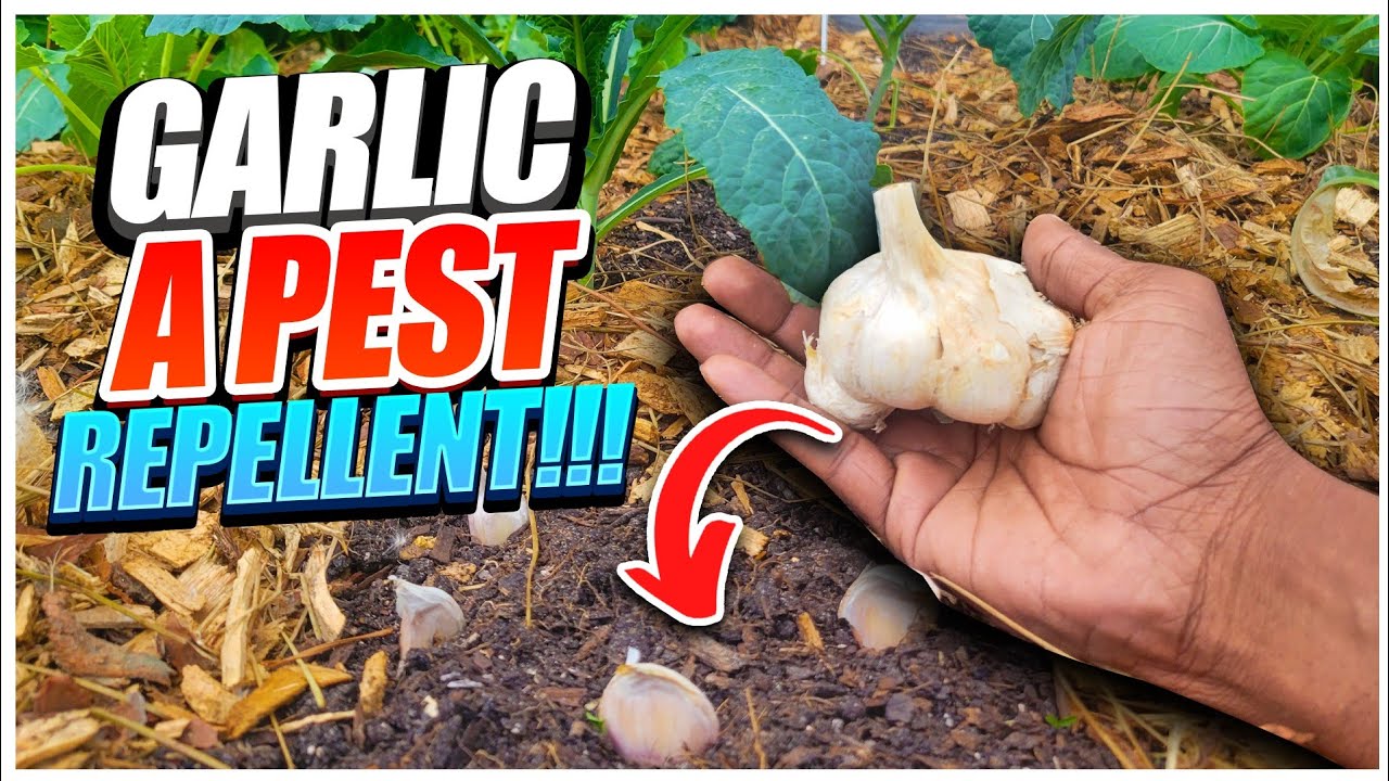 How to Grow Backyard Garlic? - YouTube
