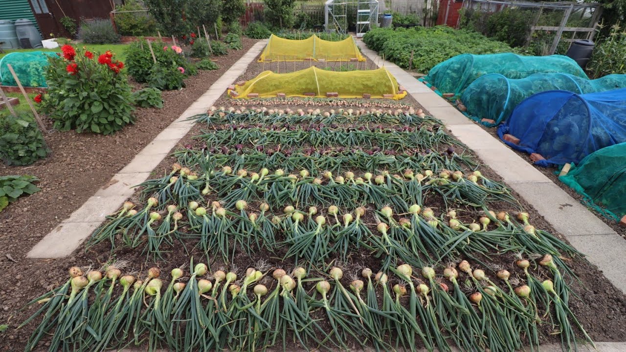 Allotment Days #112 Onion Harvest 2020 - YouTube