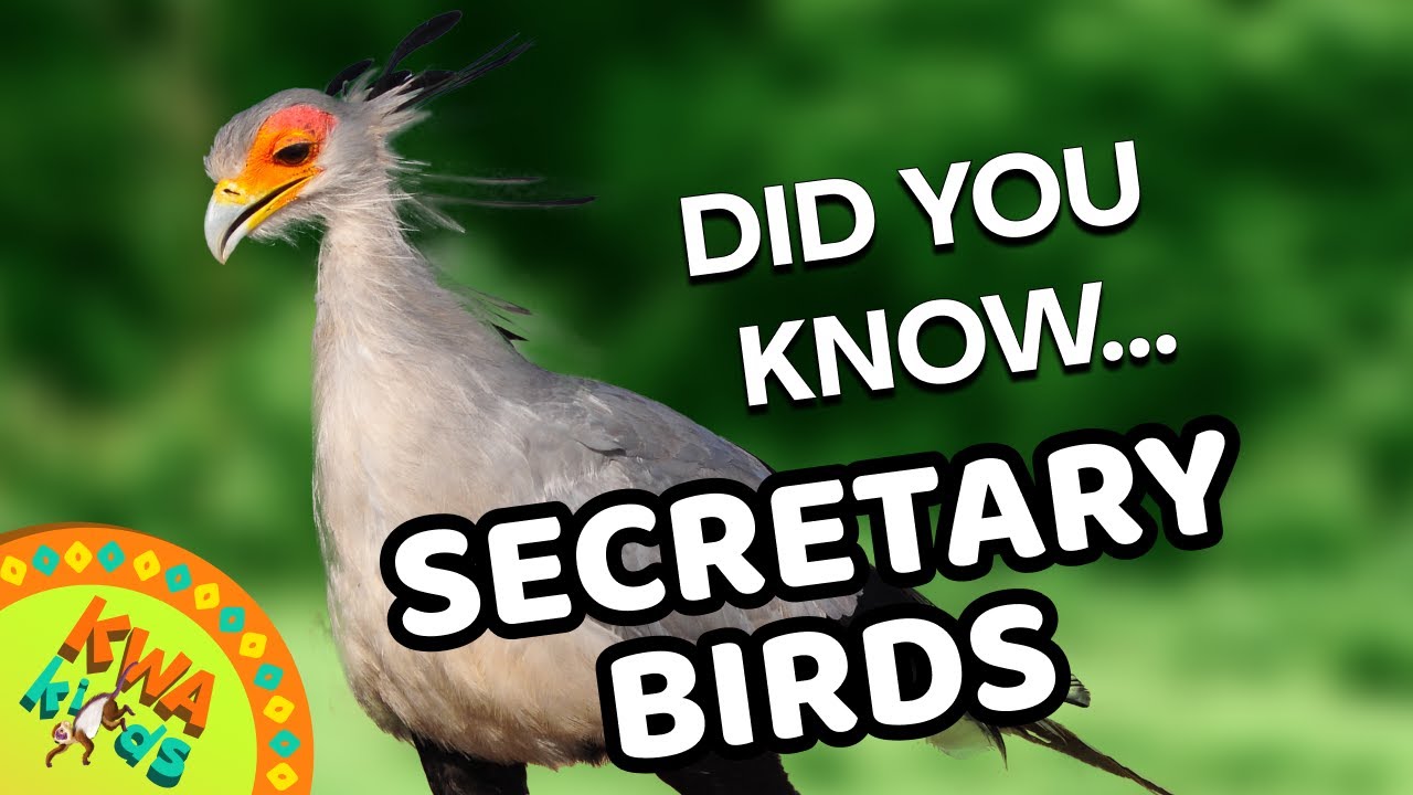Meet the Snake-Stomping Bird! Fun Facts About Secretary Birds | KWA ...