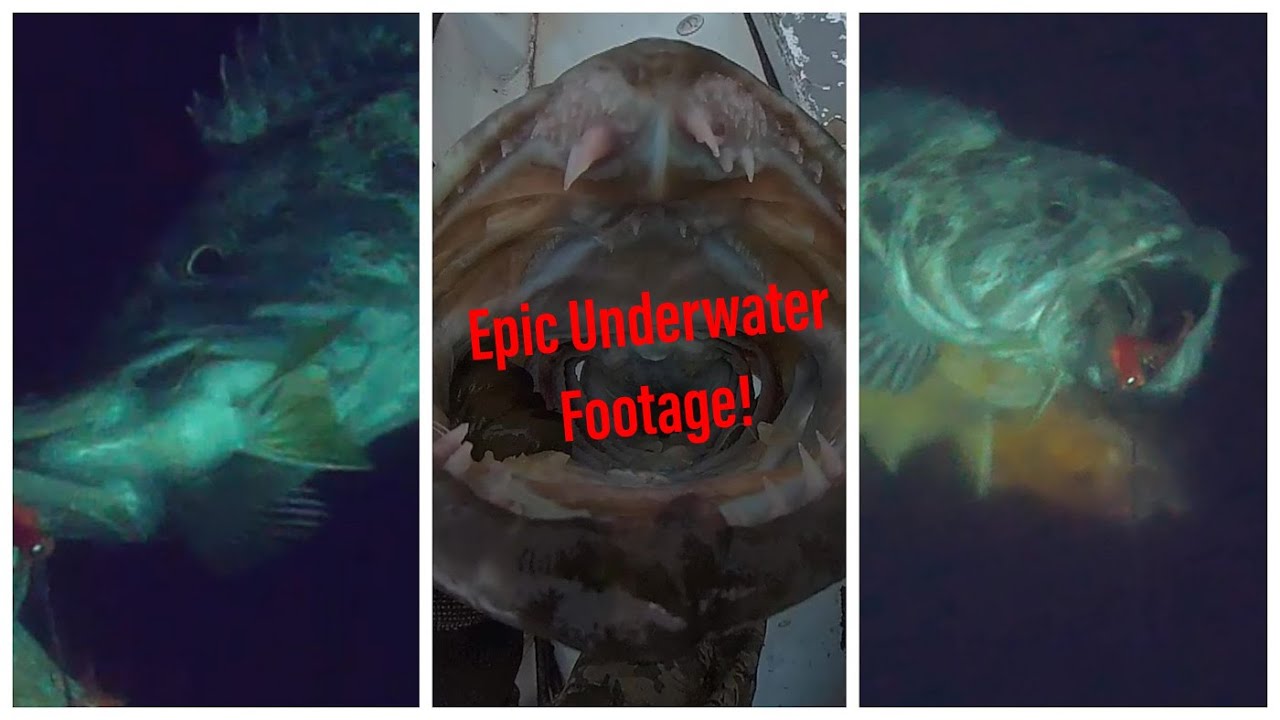 Hitchhiker Lingcod Catches a Twenty-five Fathom Ride! 😱 Amazing ...