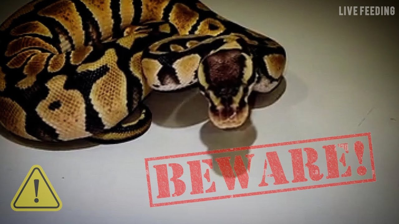 Live Snake Feeding Compilation : *WARNING* LIVE FEED - YouTube