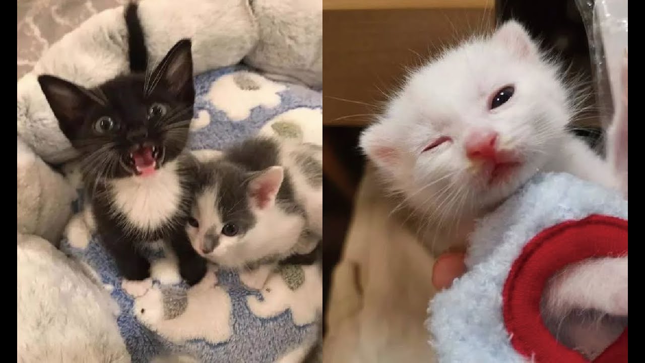 [ MOMO’S ZOO ] Cutest Cats Compilation #7「 🐱」 Funny And Cute Time - YouTube