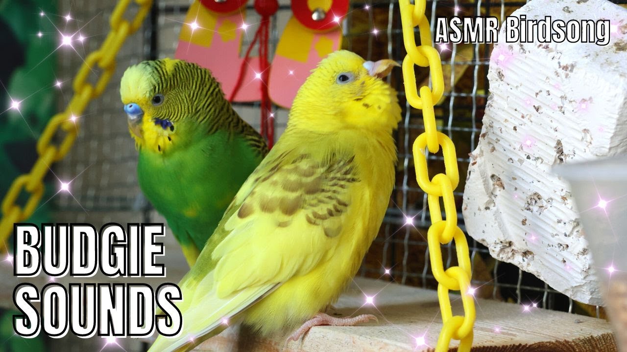 BUDGIE SOUNDS #birdsounds #budgies #parakeet #cute #pets #chirping # ...