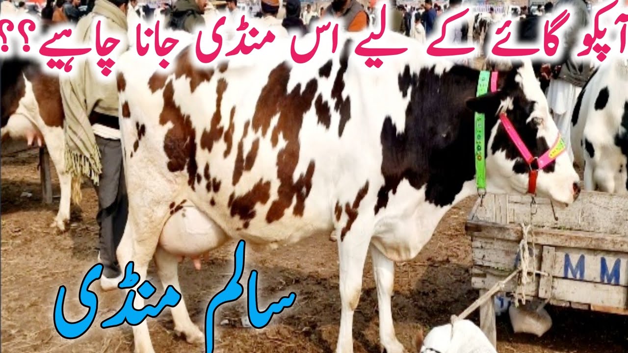 Cow Mandi In Pakistan | Salam Mandi | Australian Cholistani Cross ...
