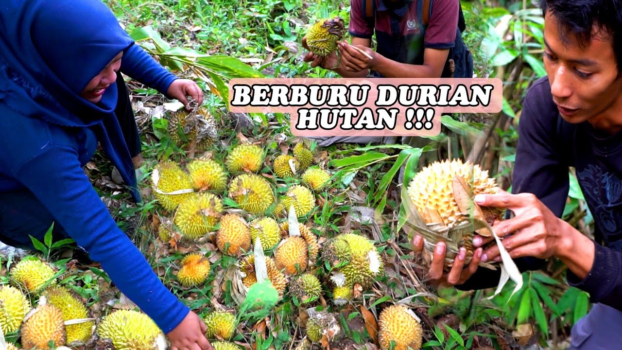 Berusia Ratusan Tahun,Pohon Durian Hutan Ini Berbuah Sangat Lebat - YouTube