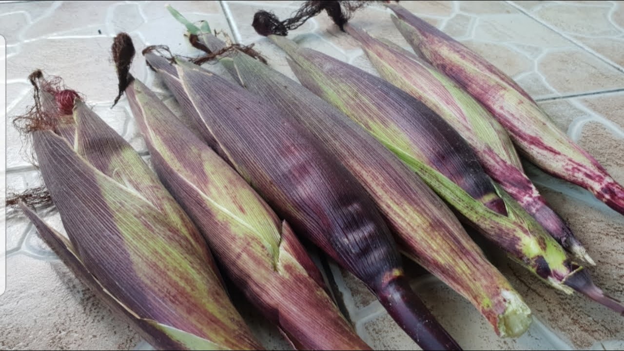 Time lapse pokok jagung di rumah : tanam Jagung pulut tanpa batas - YouTube