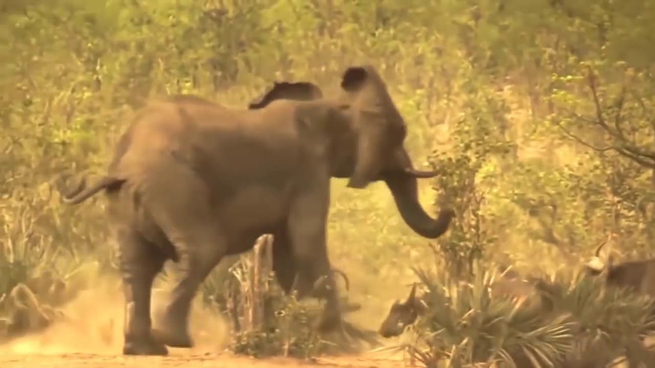 Buffalo vs Elephant - Buffalo Save Baby Takes Down Biggest Elephant ...