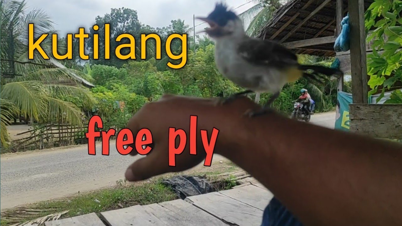 TUTORIAL DASAR AJARI ANAK KUTILANG FREE FLIGHT _ KUTILANG FREE PLY ...