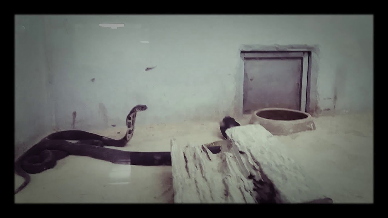 Taman Ular dan Reptilia , Perlis, Malaysia. - YouTube