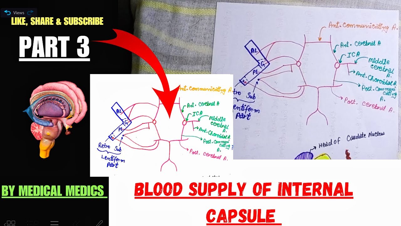 Internal Capsule | Part 3 | Blood Supply of Internal Capsule ...