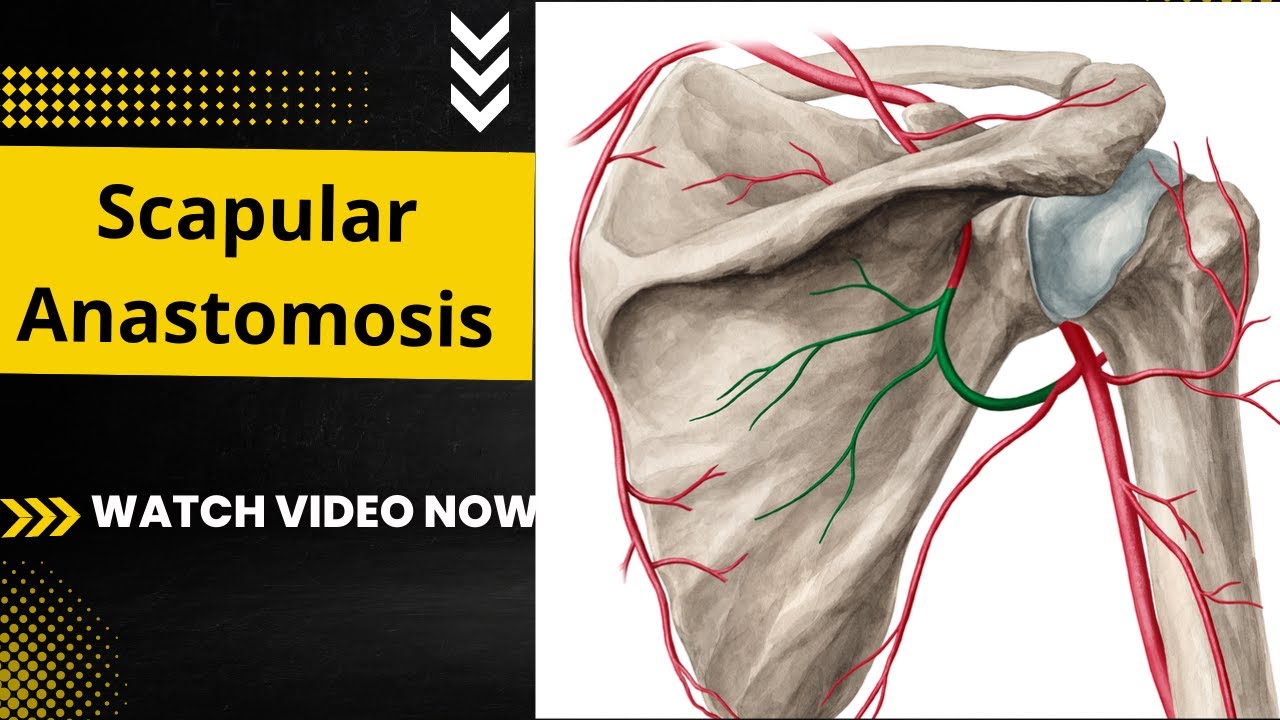 scapular Anastomosis | Anastomosis around scapula | Anatomy | upper ...