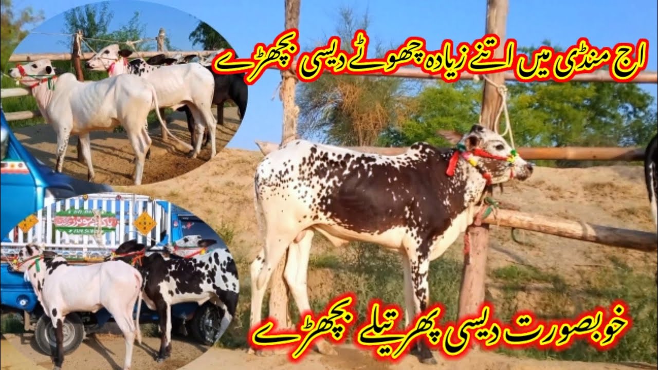 beautiful dhani dasi Miy breed cow calf rates in Talagang Mandi new ...