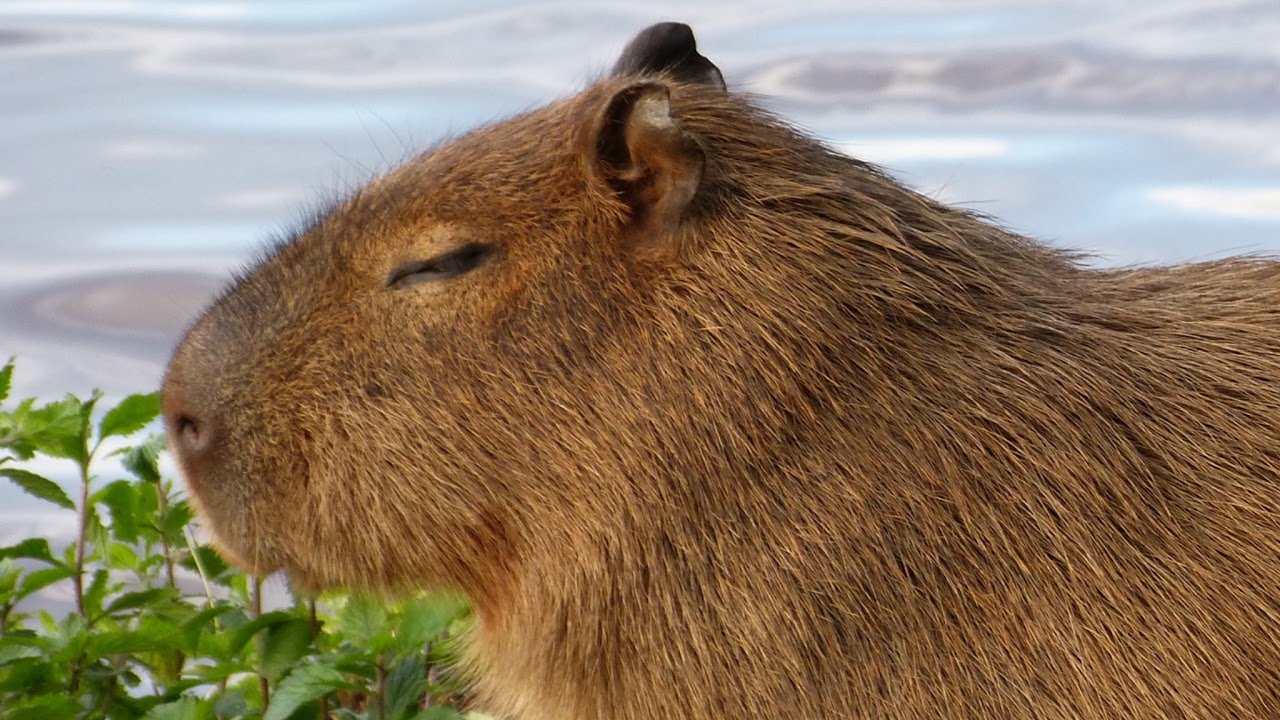 VaLoranT...sadge game sadge life - YouTube