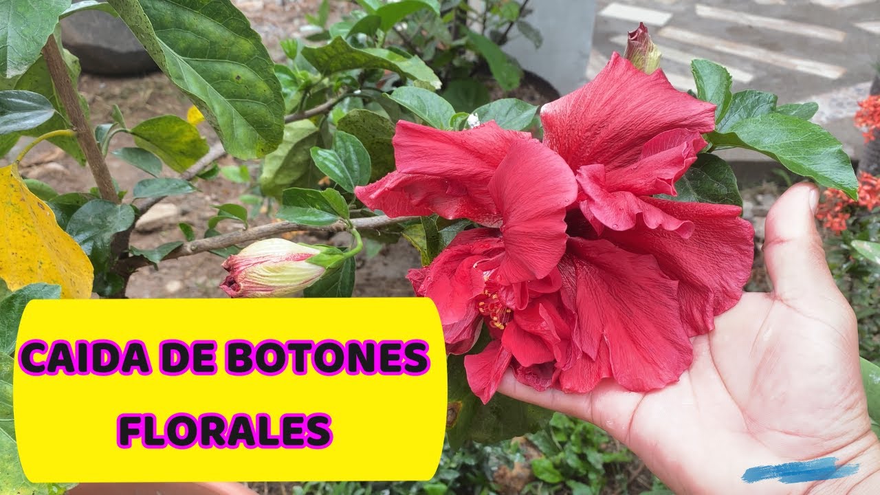 COMO EVITAR CAIDA DE BOTONES FLORALES / POR QUE SE CAEN LOS BOTONES ...
