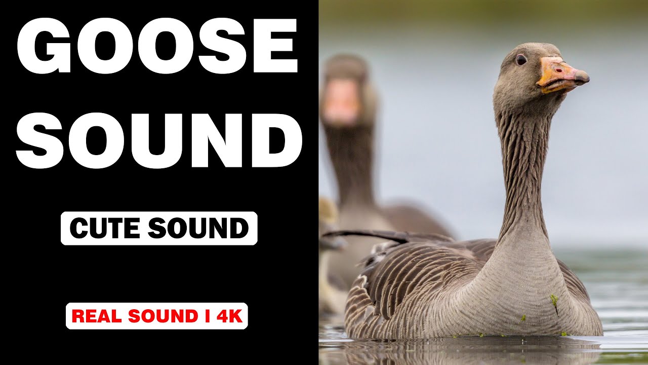 Real Goose Sounds | High Quality | Adorable Goose Sound Experience! 🦆🎵 ...