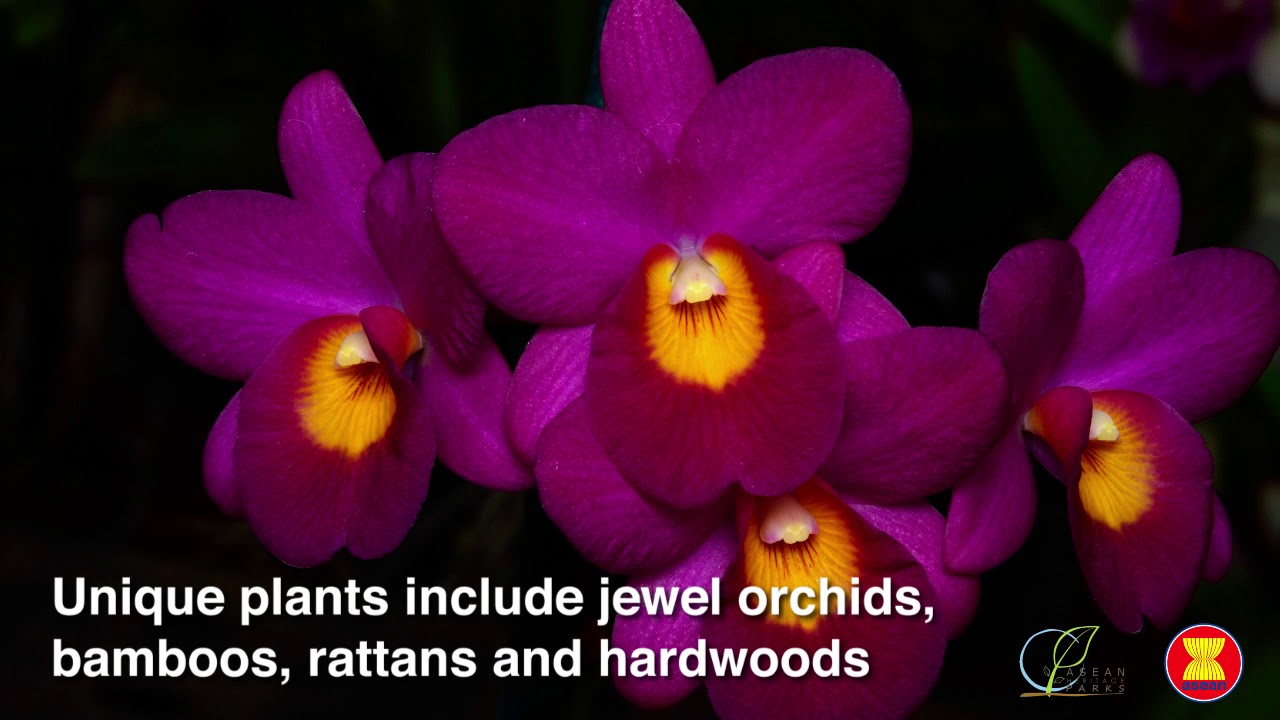 ASEAN Heritage Parks – Nam Ha National Protected Area in Lao PDR - YouTube