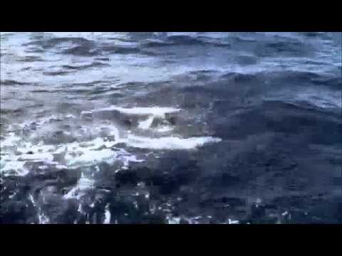 Sailfish jumping and tail walking - YouTube