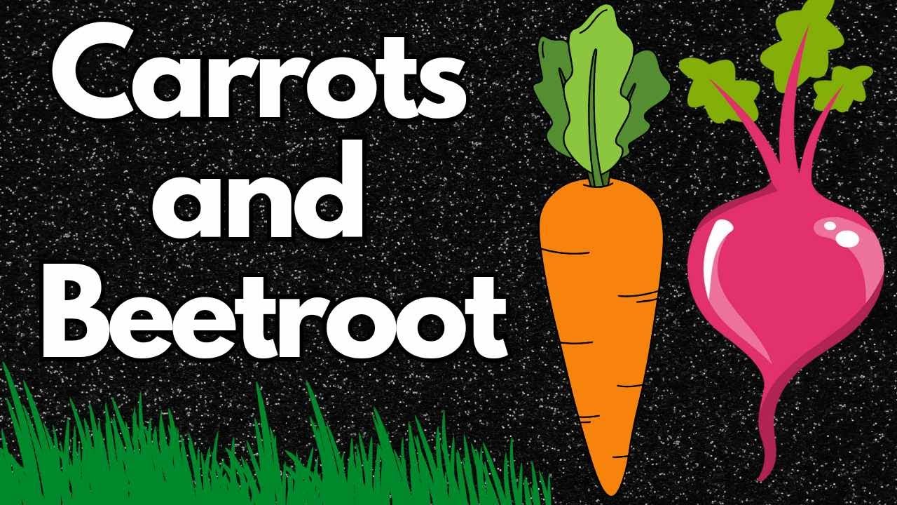 Drinking Carrot and Beetroot Juice | Powerful Combination - YouTube