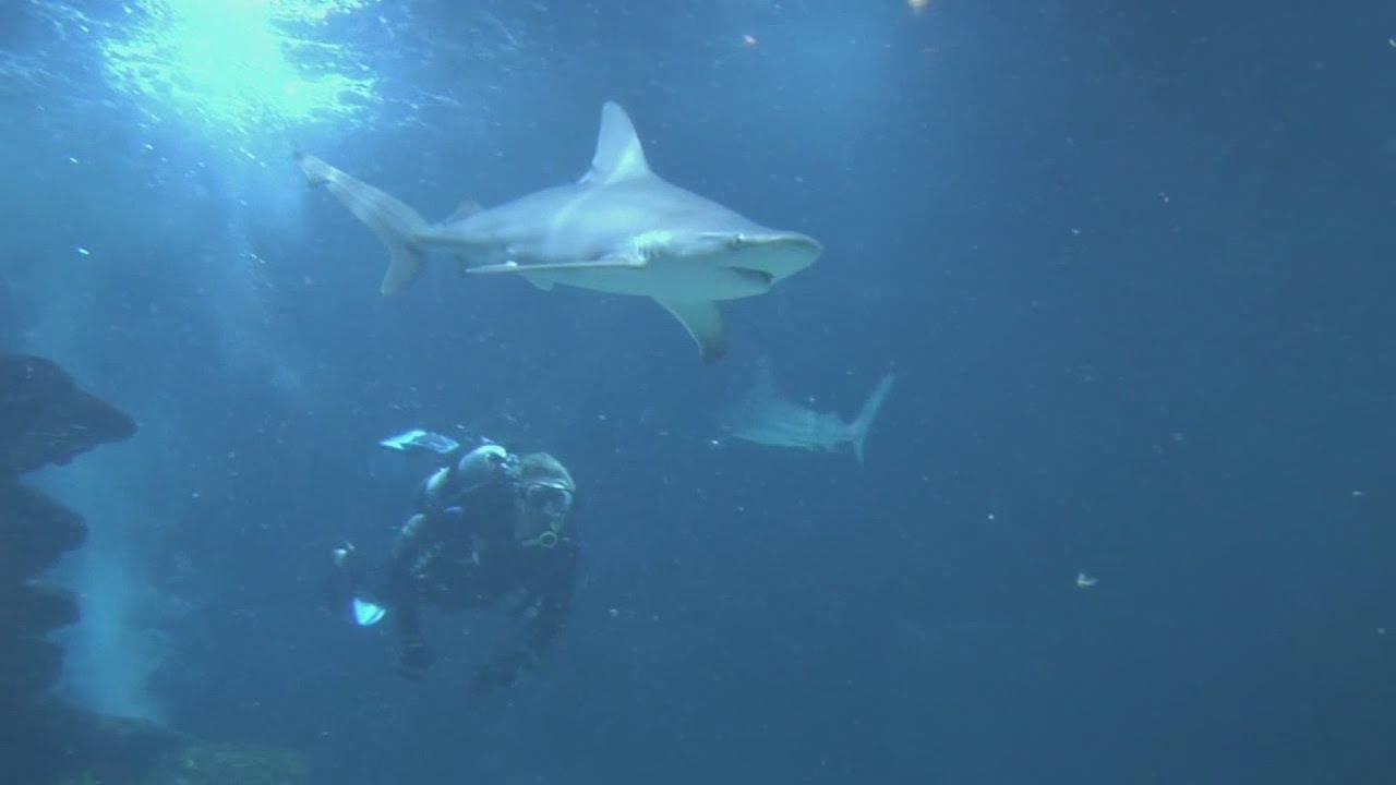 New Sharks at the ABQ BioPark Aquarium - YouTube