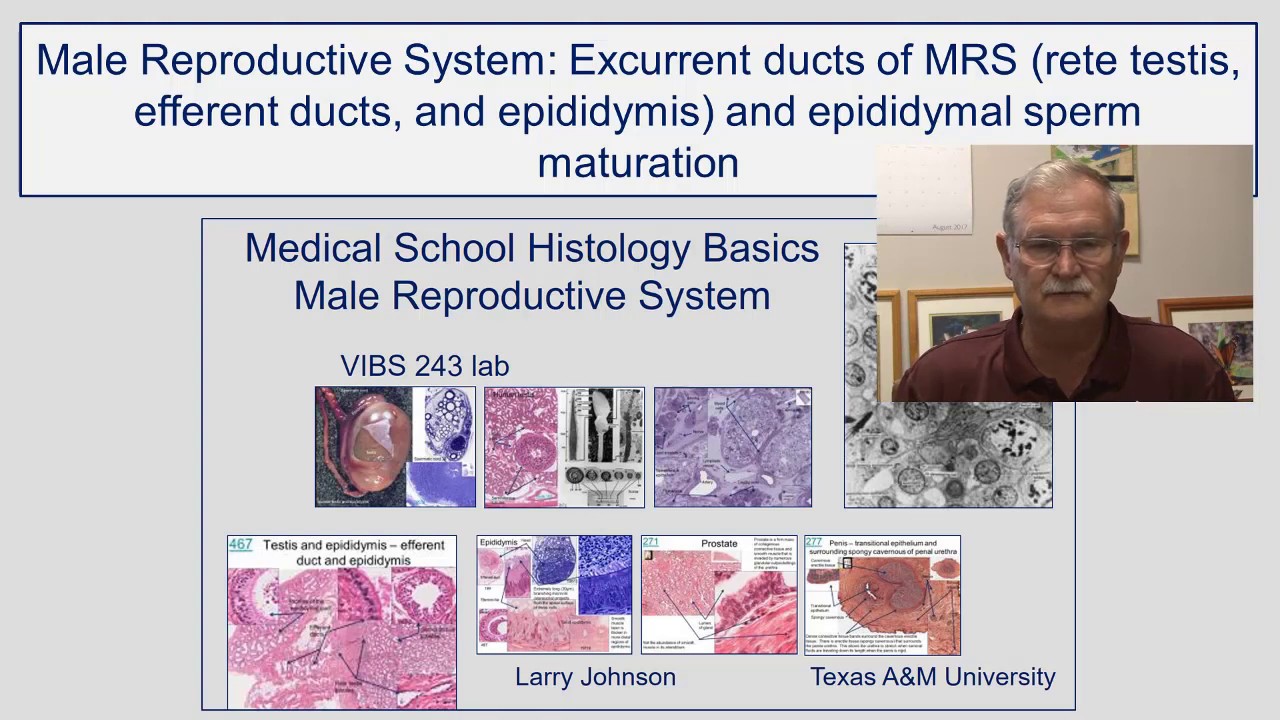 Male Reproduction- Excument Ducts of MRS and Epididymal Sperm ...