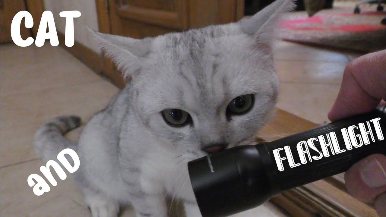 Cat Chasing Flashlight - YouTube