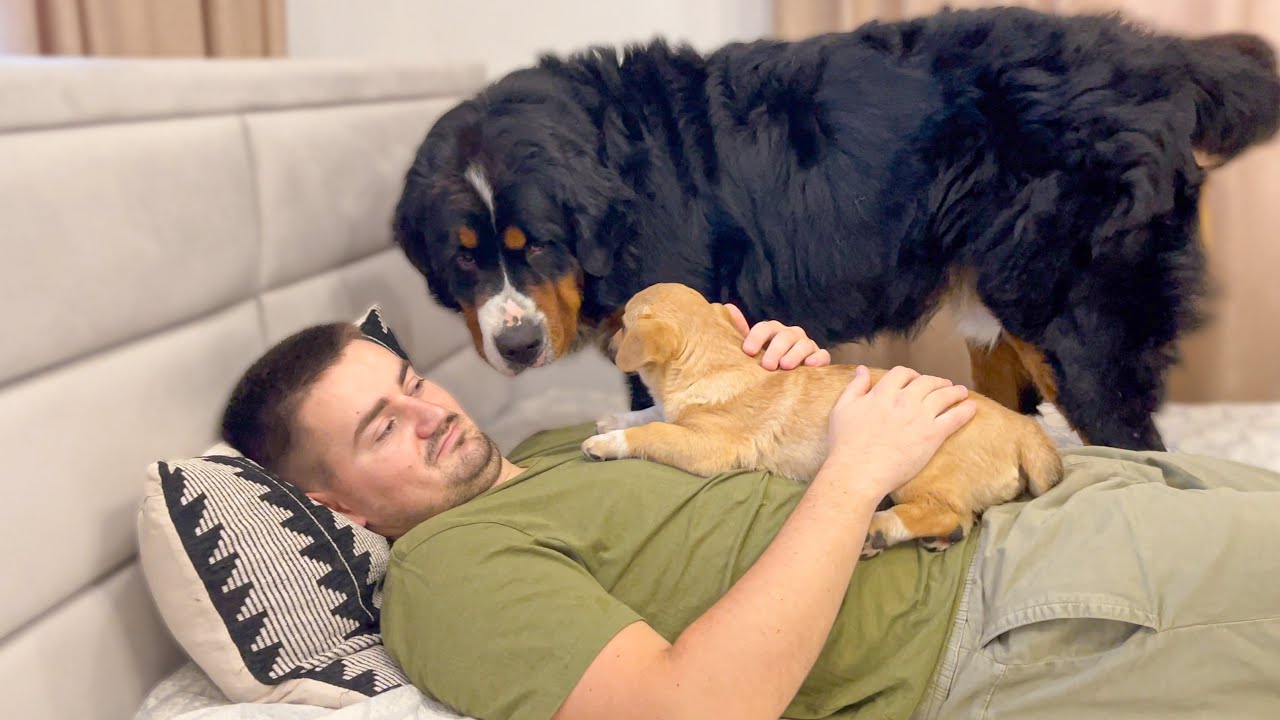 What does Bernese Mountain Dog do when I hug a puppy - YouTube