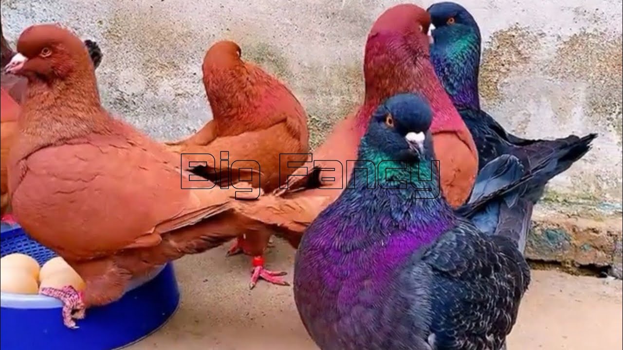Discover the Stunning Modena Pigeon – Traits, Care, and Varieties ...